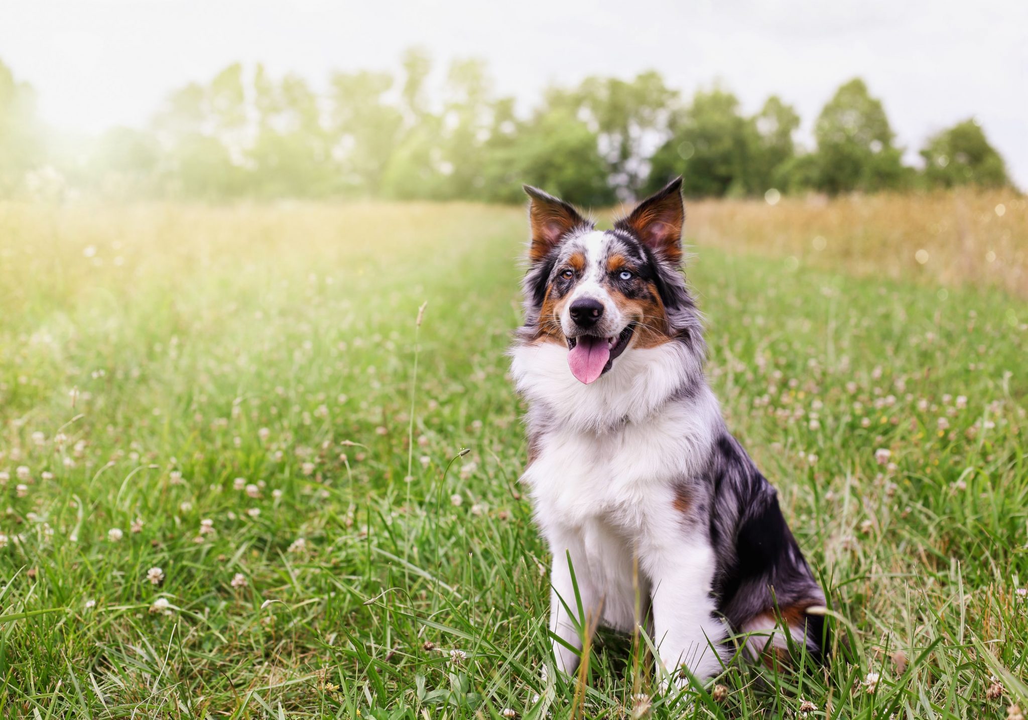Our Blog | Murrieta CA | Sky Canyon Animal Hospital