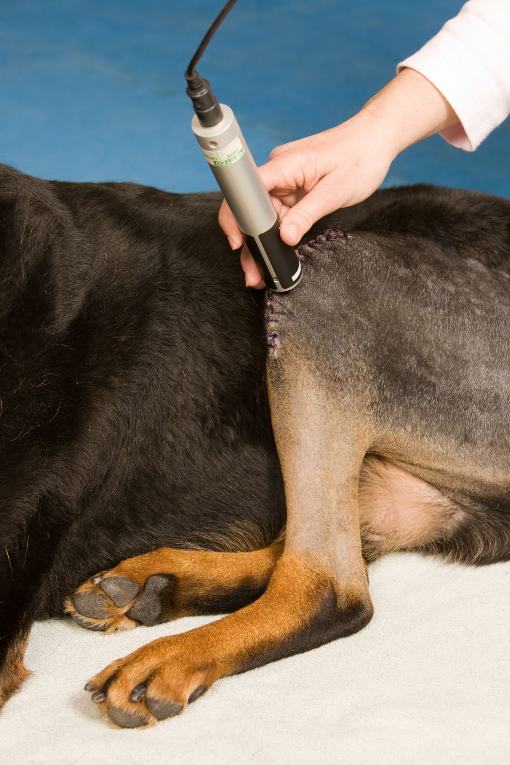 Our Blog | Murrieta CA | Sky Canyon Animal Hospital